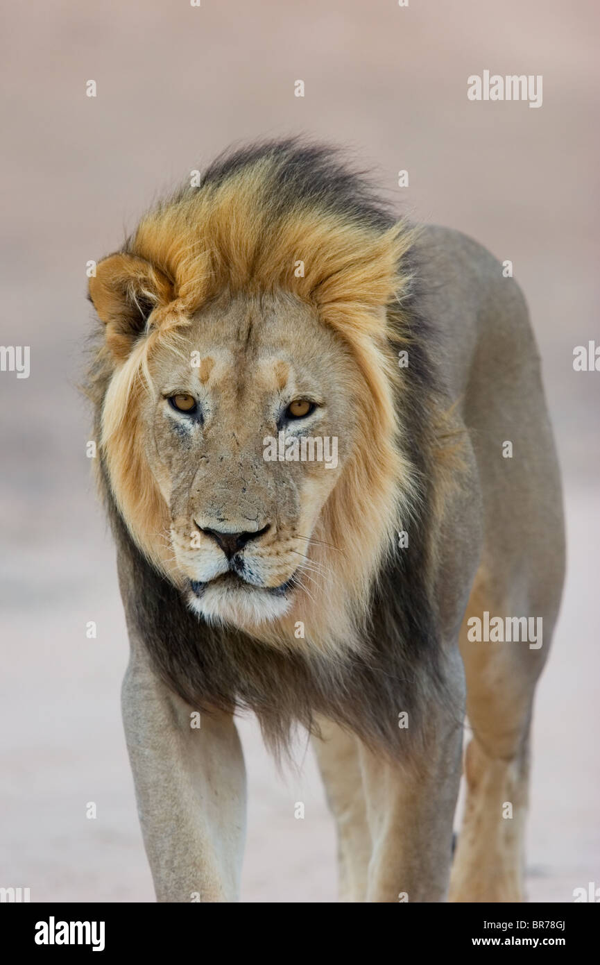 Black maned lion hi-res stock photography and images - Alamy