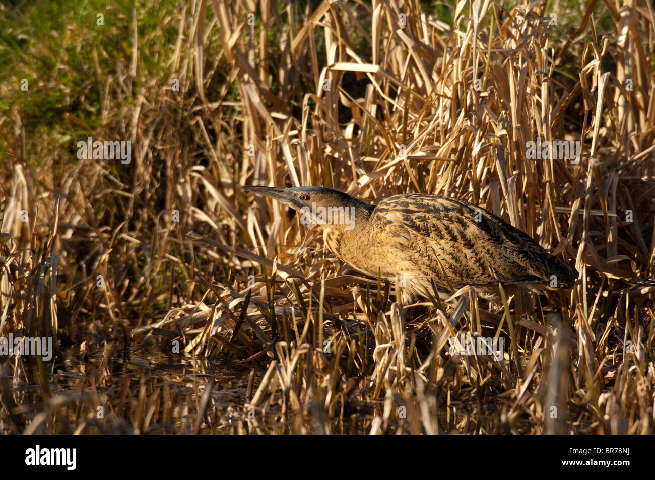 Rare bittern botaurus stellaris hi-res stock photography and images - Alamy
