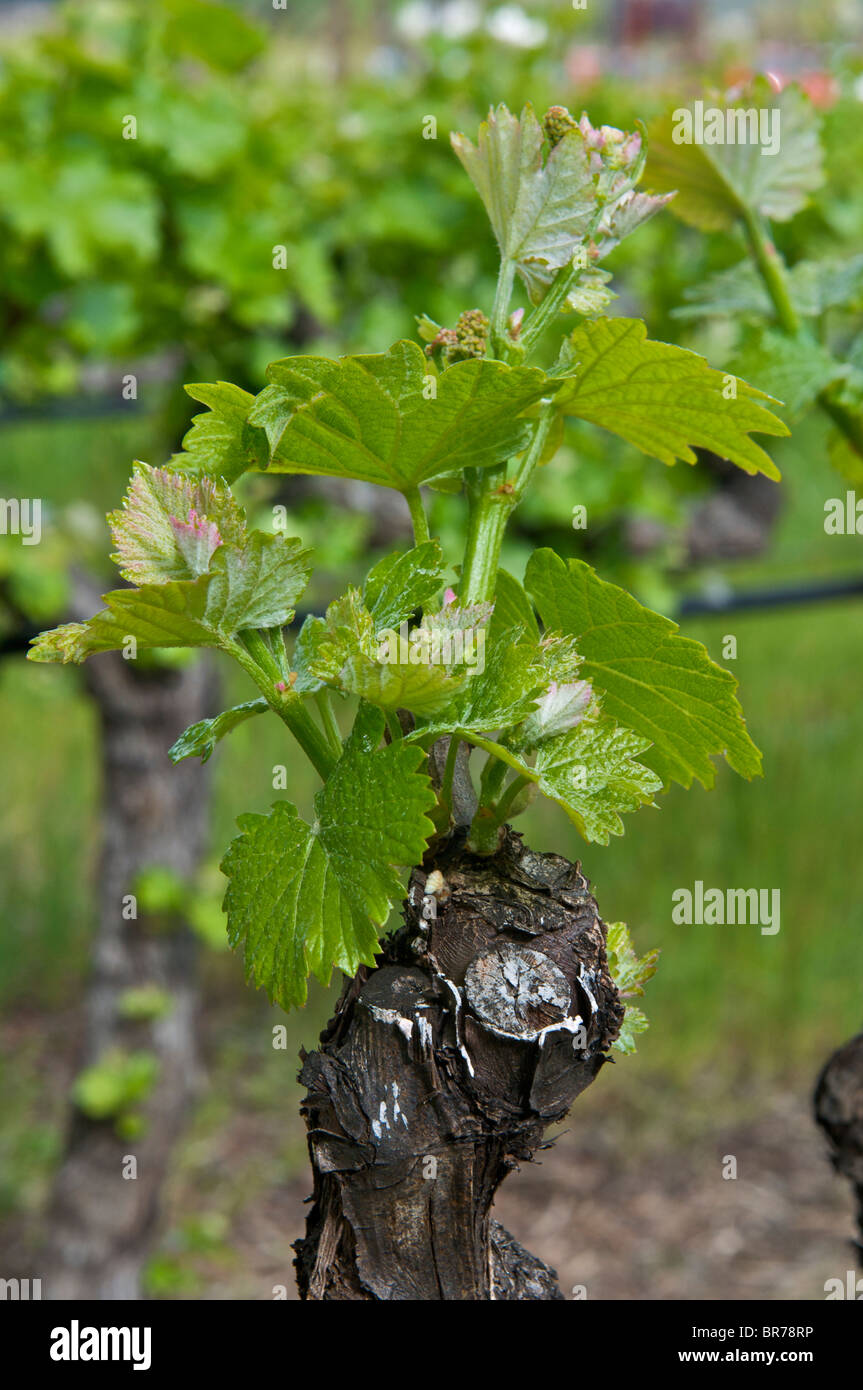 Viney tree hi-res stock photography and images - Alamy