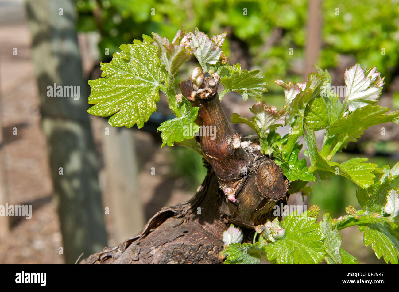 Viney tree hi-res stock photography and images - Alamy