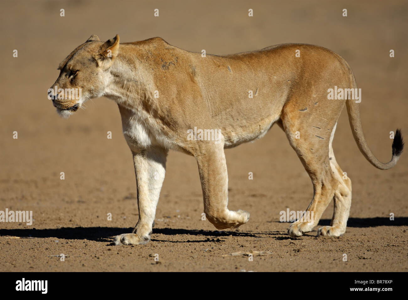African female lion walking hi-res stock photography and images - Alamy