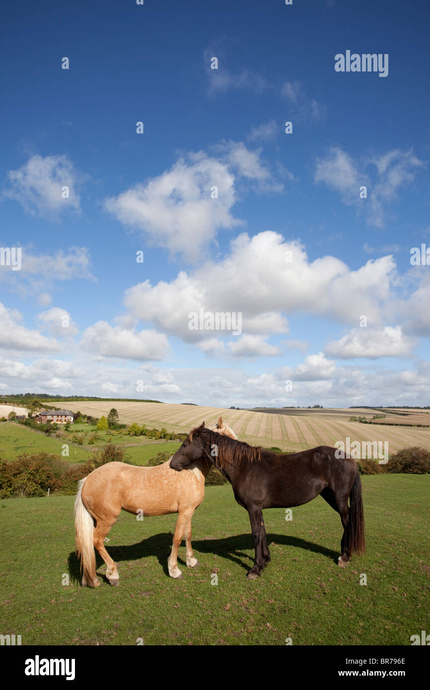 two horses scratching an itch against each other Stock Photo - Alamy