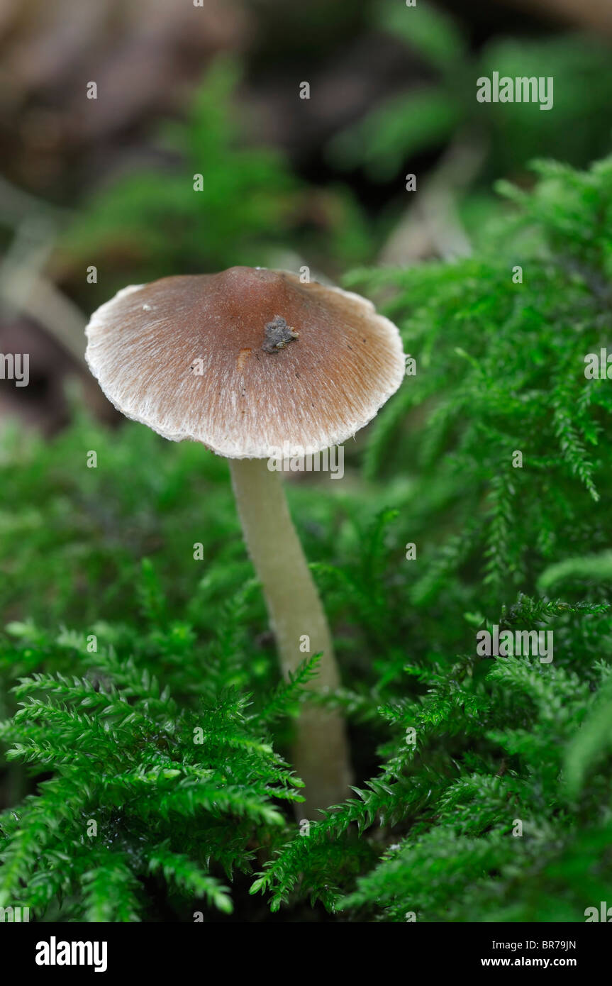 Fungus in Moss - Psathyrella species Stock Photo - Alamy