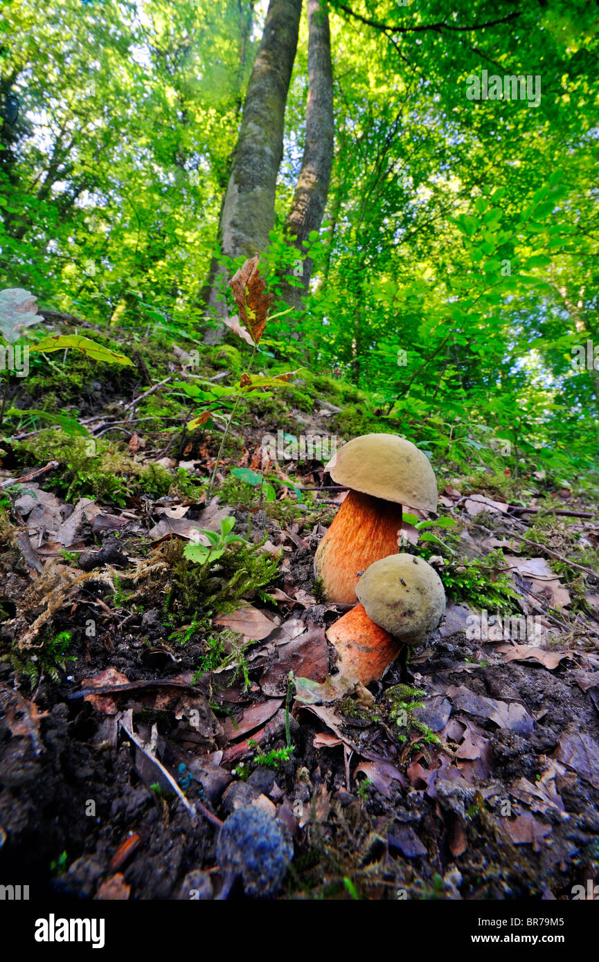 A pair of boletus fungi growing in woodland in autumn Stock Photo - Alamy