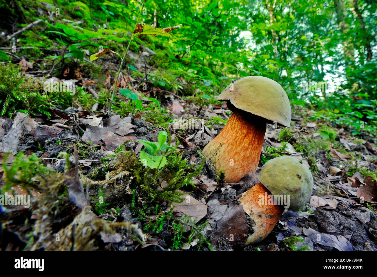 A pair of boletus fungi growing in woodland in autumn Stock Photo - Alamy