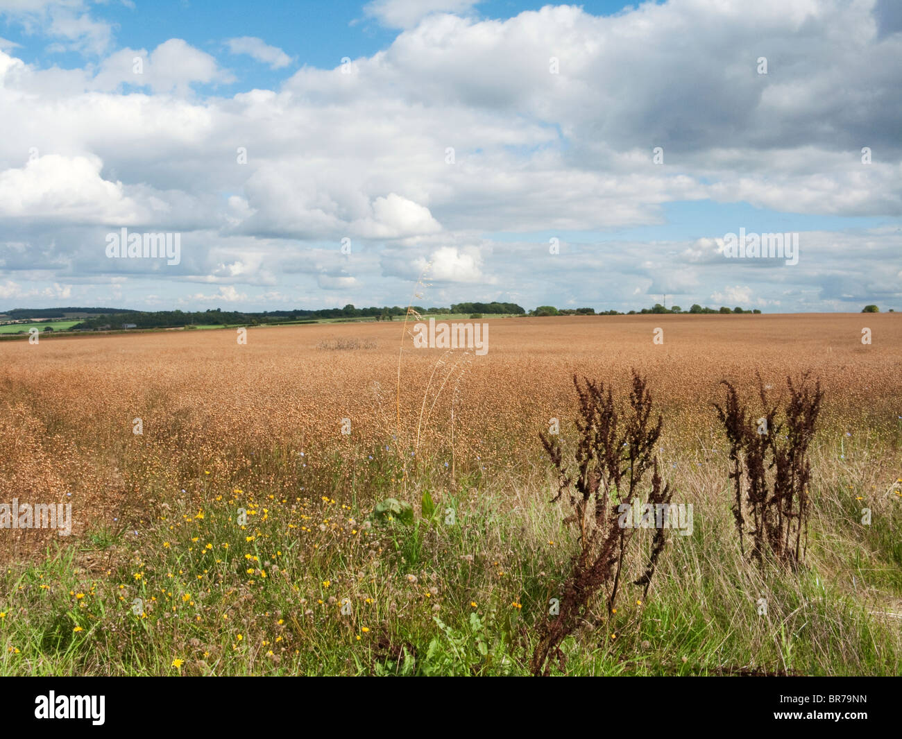 Shipton Down in the Cotswolds, Oxfordshire, England Stock Photo - Alamy
