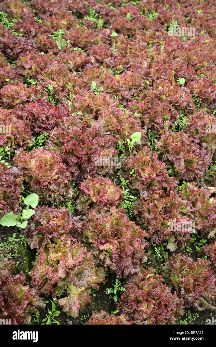 Purple lettuce cultivation Stock Photo - Alamy