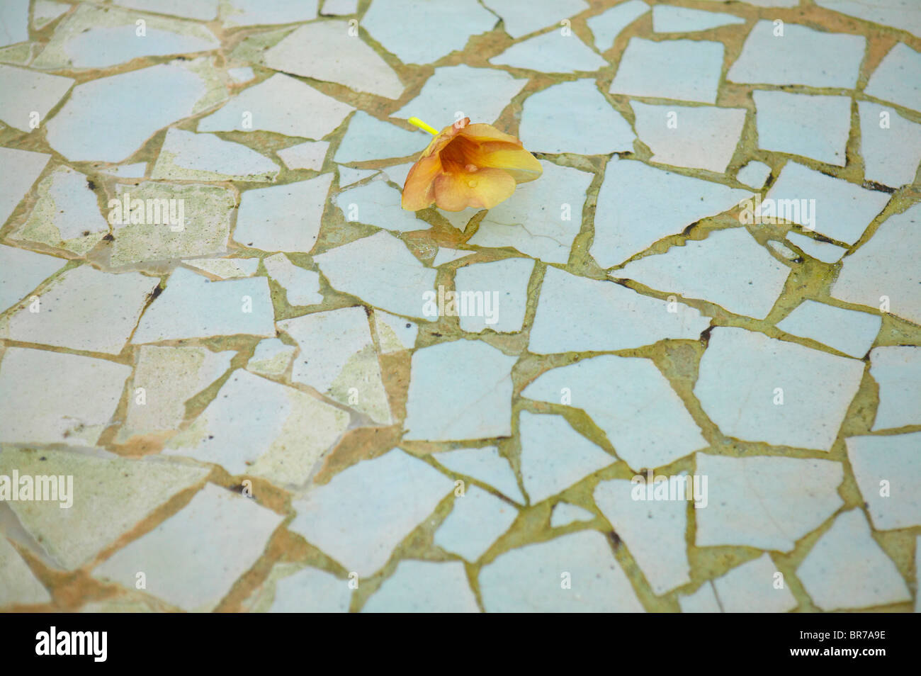 Alamanda flower floating in a resort tile swimming pool Stock Photo - Alamy