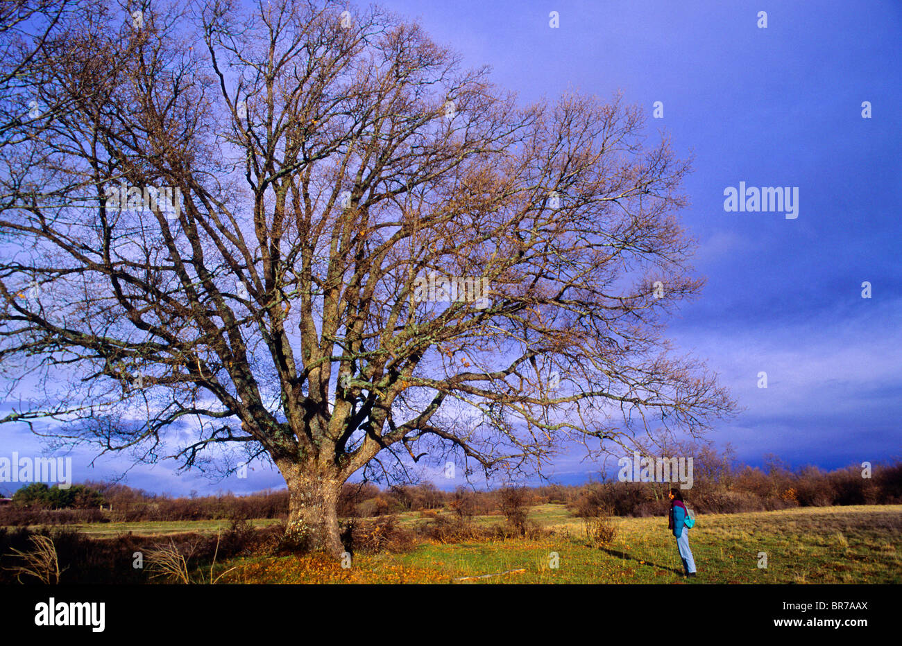 Pilgrim next Pilgrim oak. Rabanal del Camino. Leon. Spain. The Way of ...