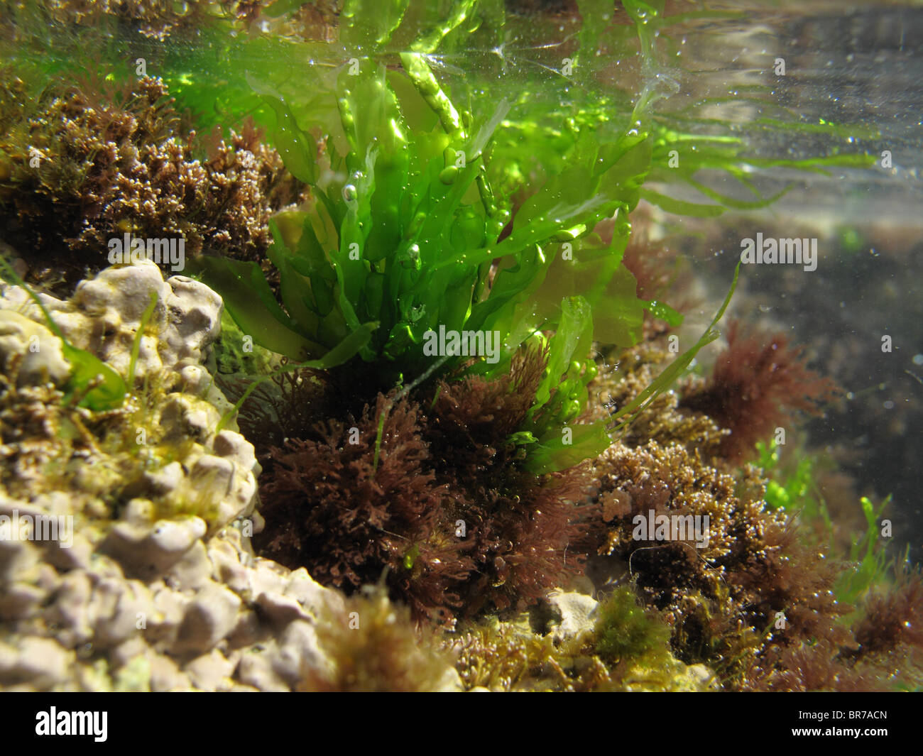 Rockpool hi-res stock photography and images - Alamy