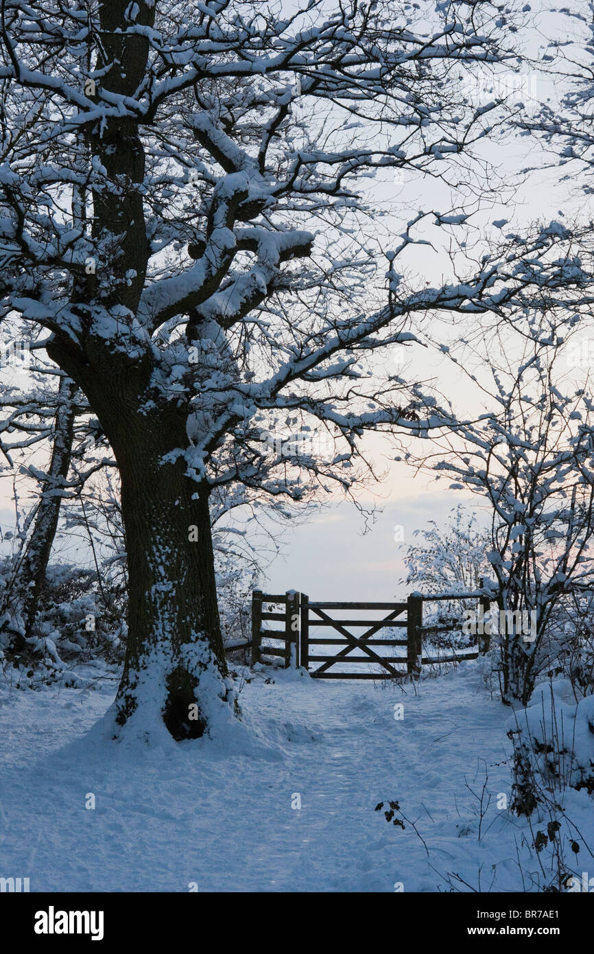 Gate and tree in January snow scenes in Surrey Hills, England Stock ...