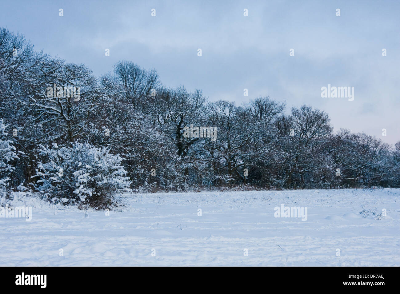 January snow scenes in Surrey Hills near Reigate Stock Photo - Alamy