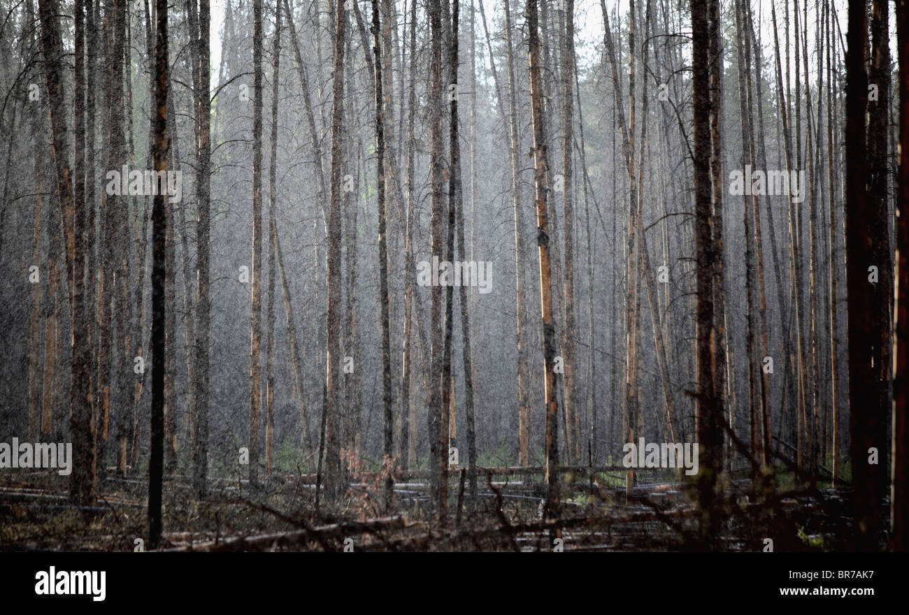 Heavy Rainfall In A Forest; Castle Mountain, Alberta, Canada Stock ...