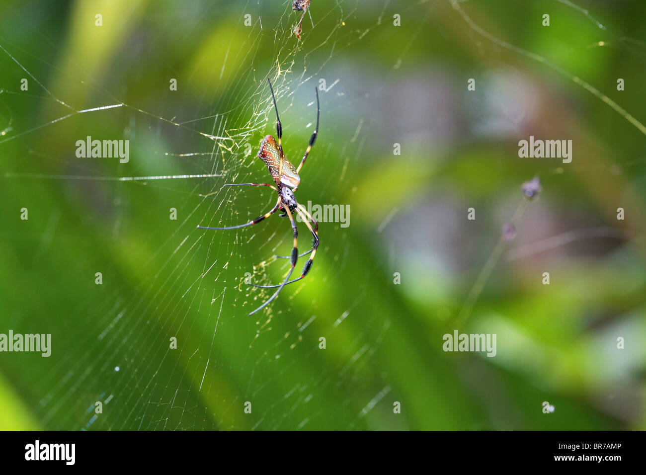Panama spider hi-res stock photography and images - Alamy