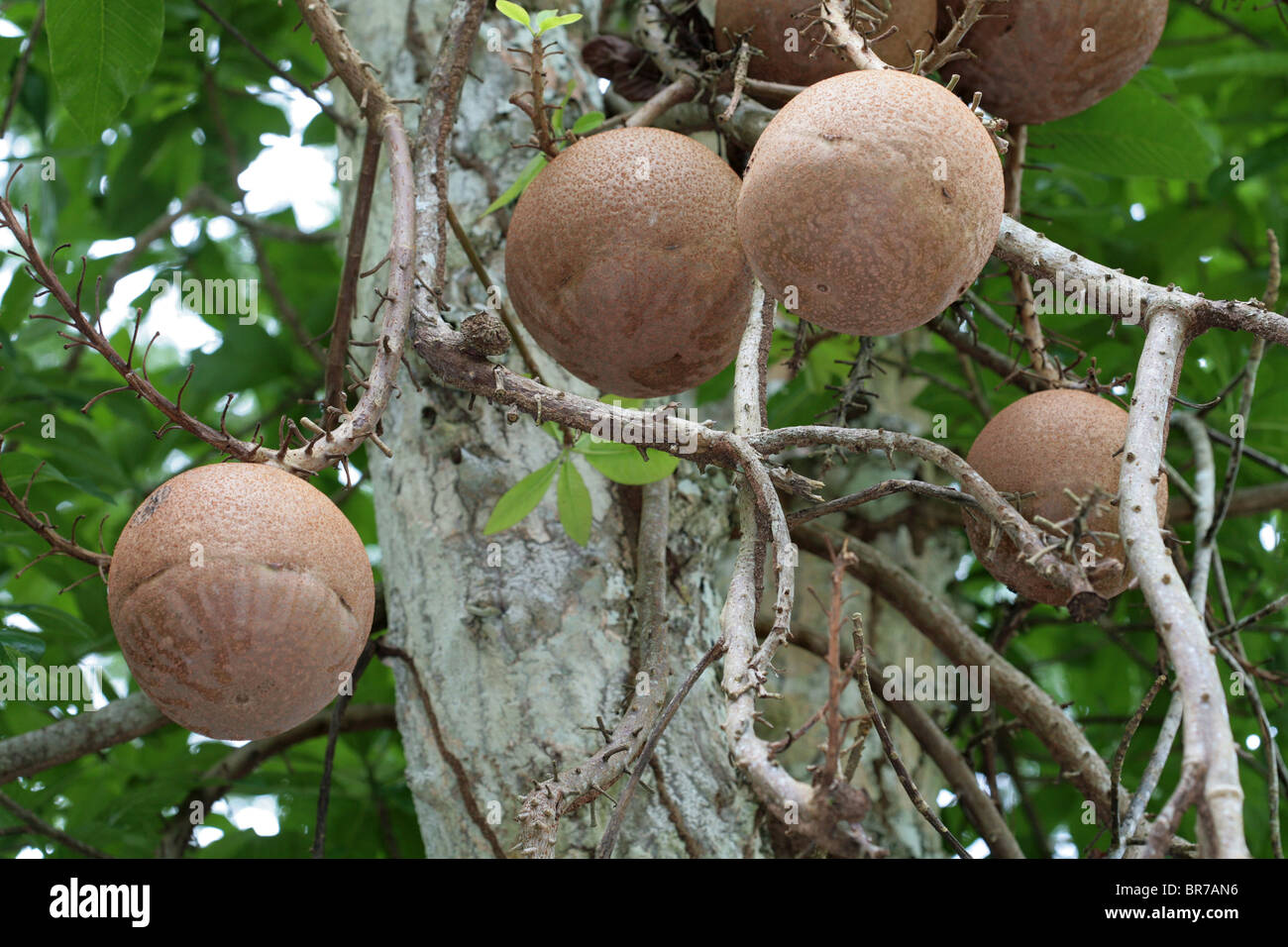 Cannon ball tree Stock Photo - Alamy