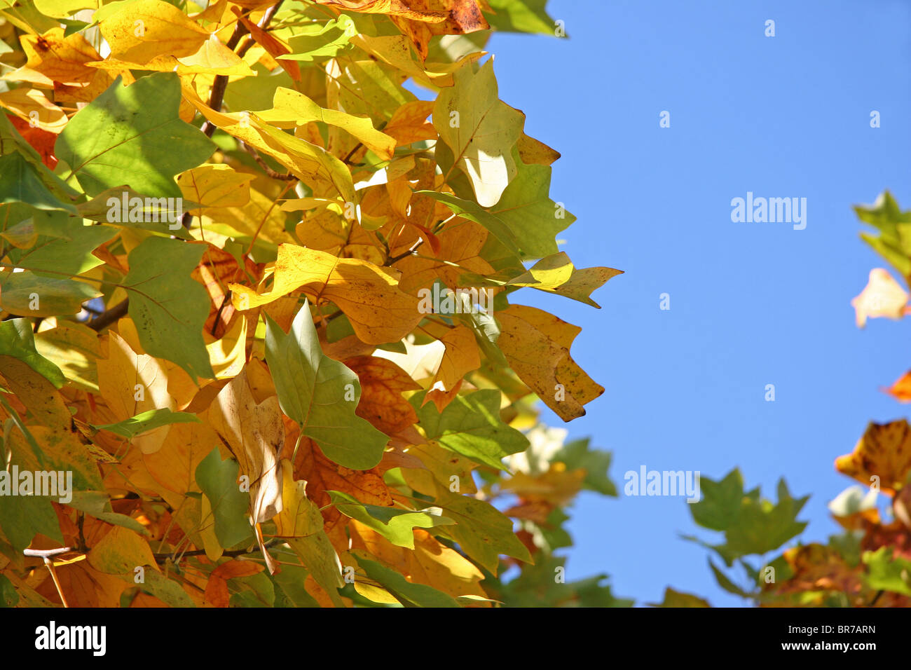 Canadian maple leaves golden and green on tree placed against a blue ...