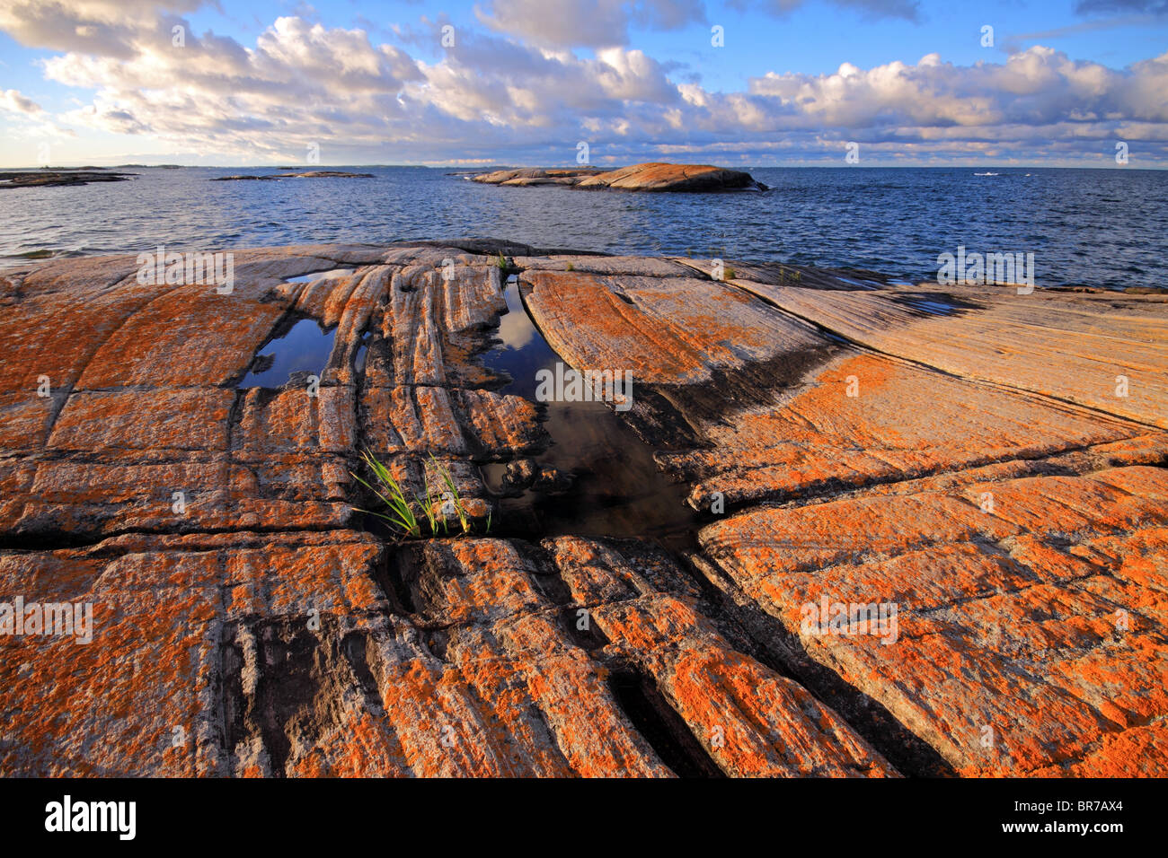 Orange lichen mat and wild iris plant on the rock surface on a Georgian ...