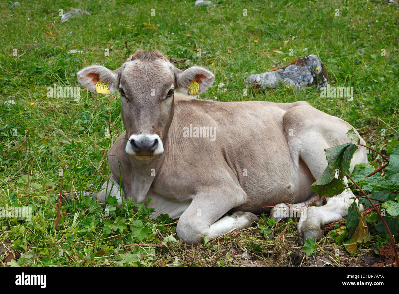 Cow chewing its cud hi-res stock photography and images - Alamy