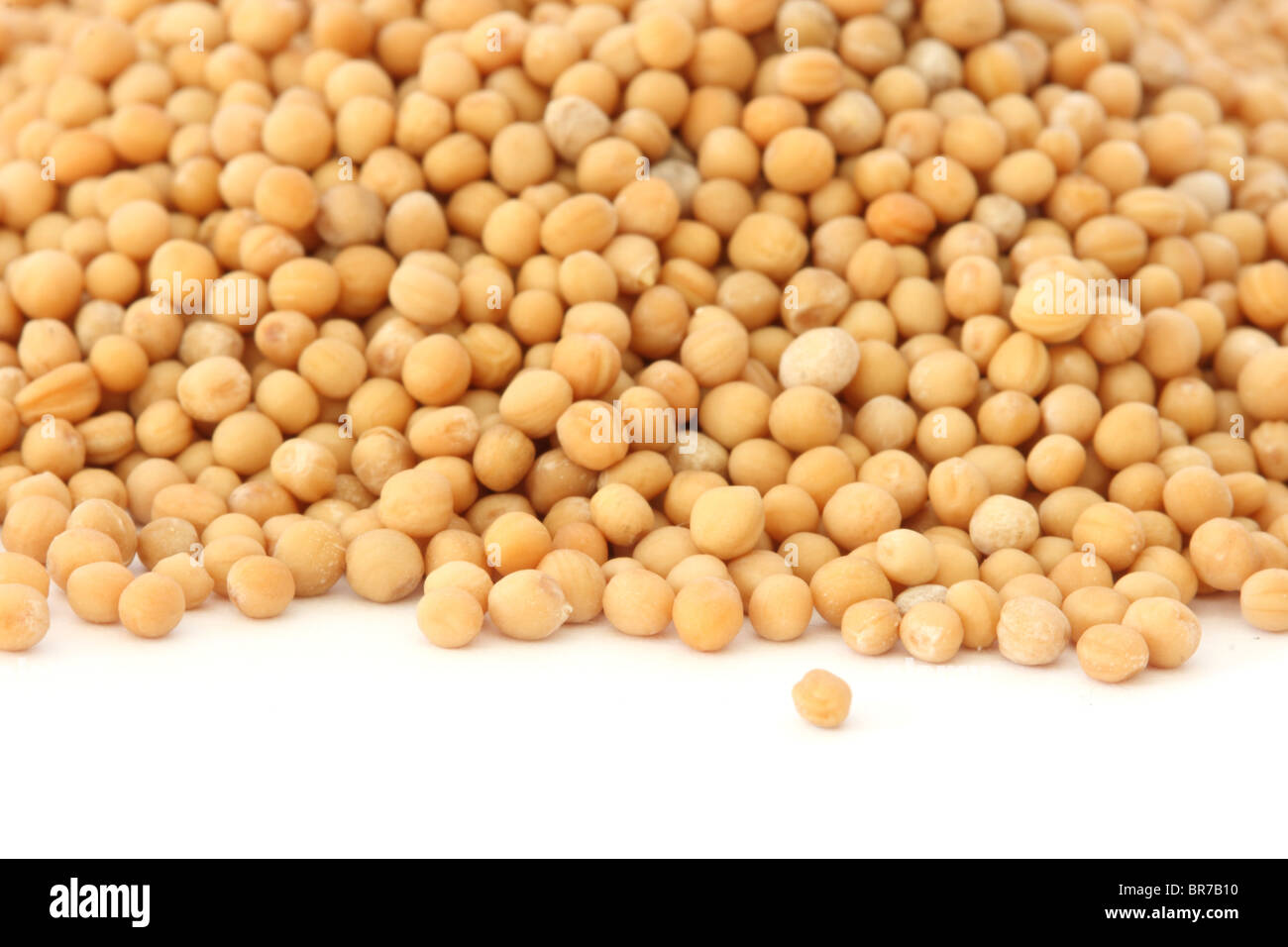 Mustard see - close up view - scattered on white background Stock Photo ...