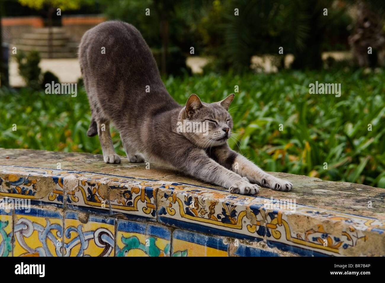 Cat in Alcazar in Seville Spain Stock Photo - Alamy