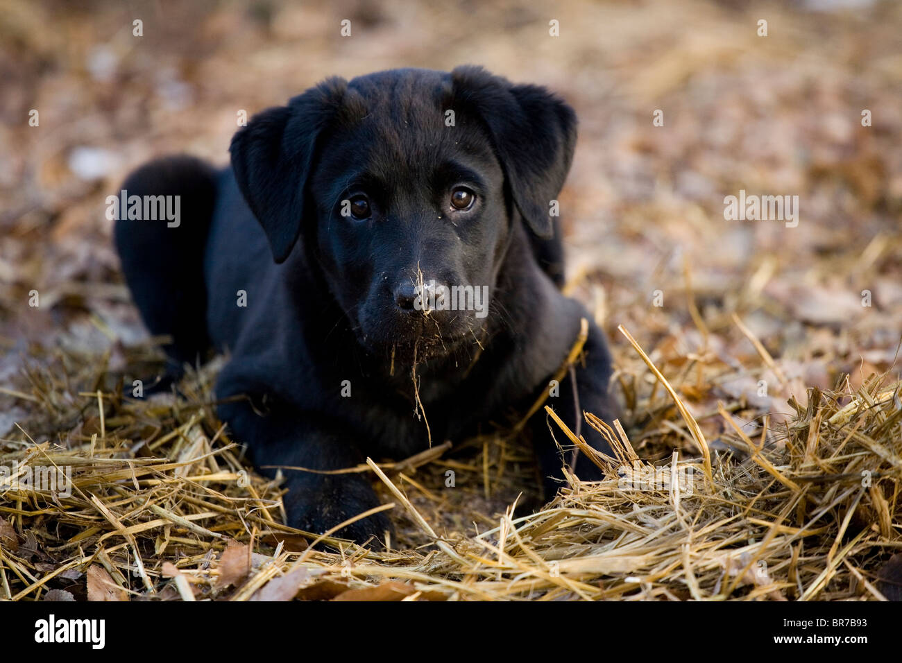 Black lab puppy Stock Photo - Alamy