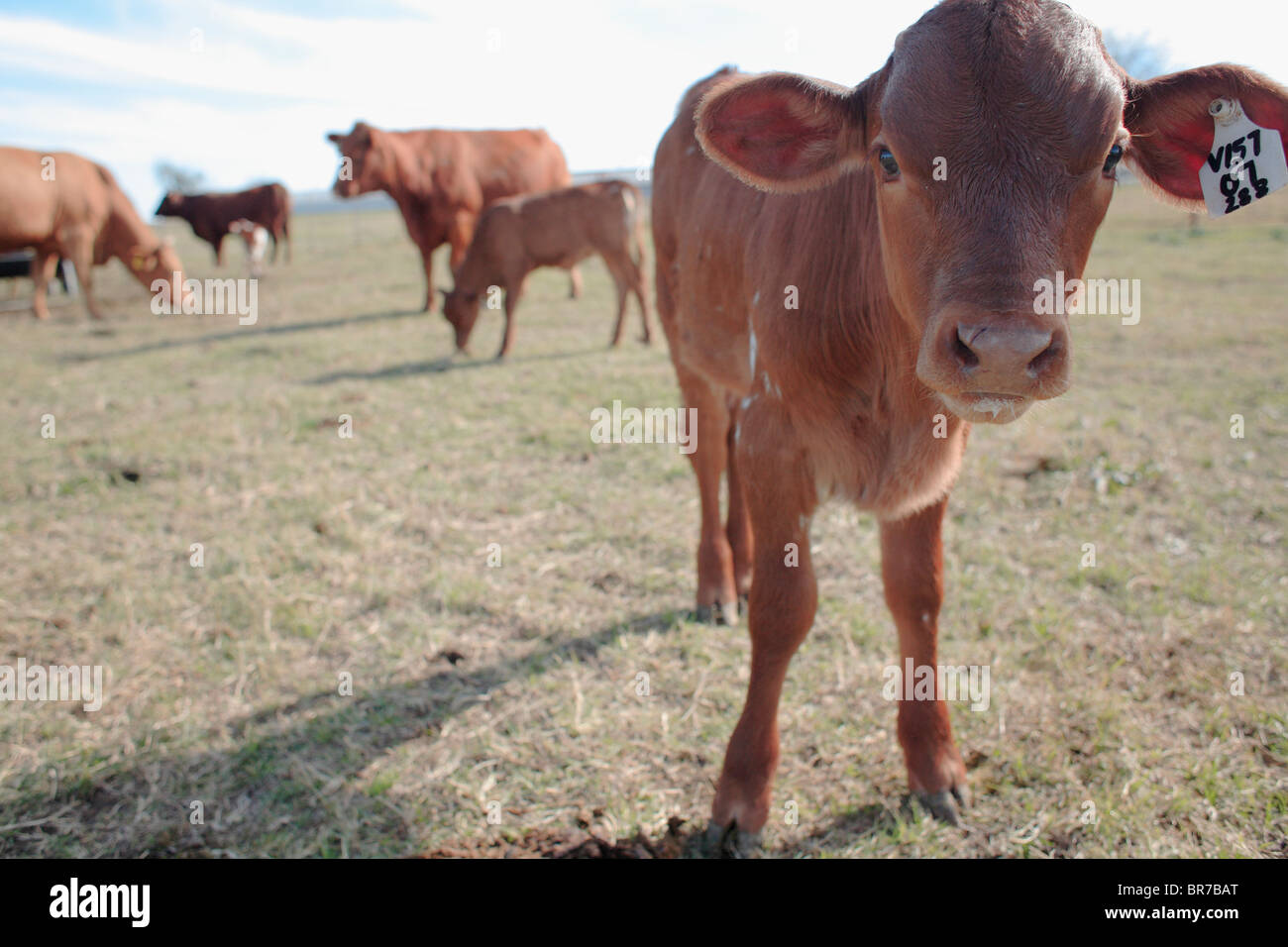 Cloning farm animals hi-res stock photography and images - Alamy