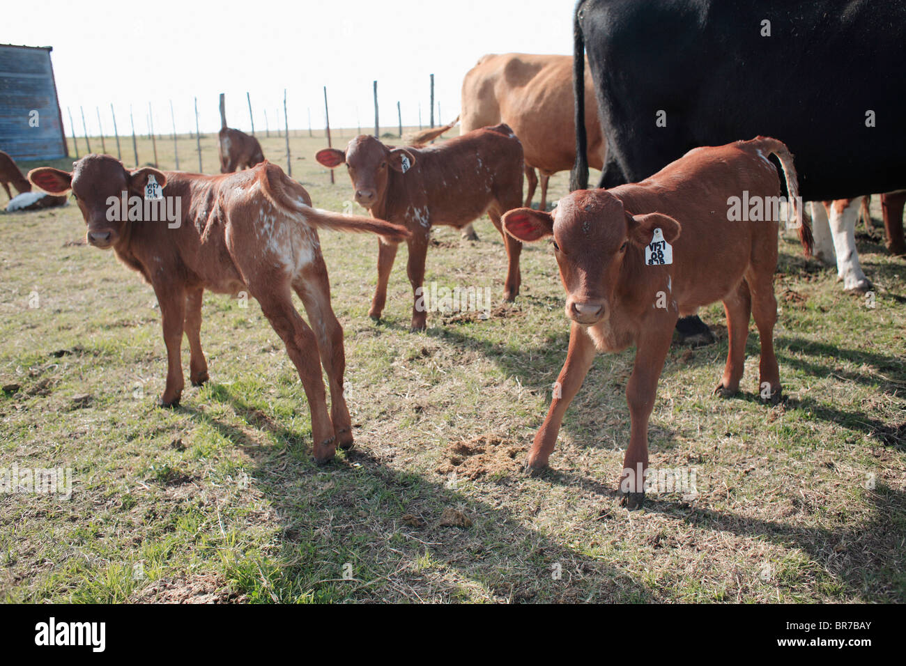 Cloning Farm Animals High Resolution Stock Photography and Images - Alamy