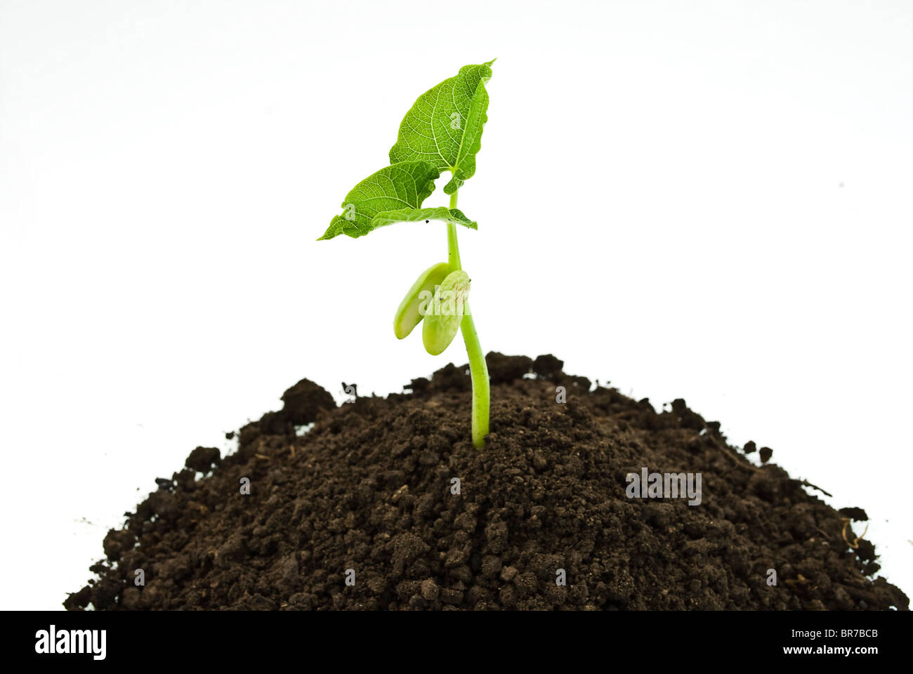 Bean sprout soil hi-res stock photography and images - Alamy