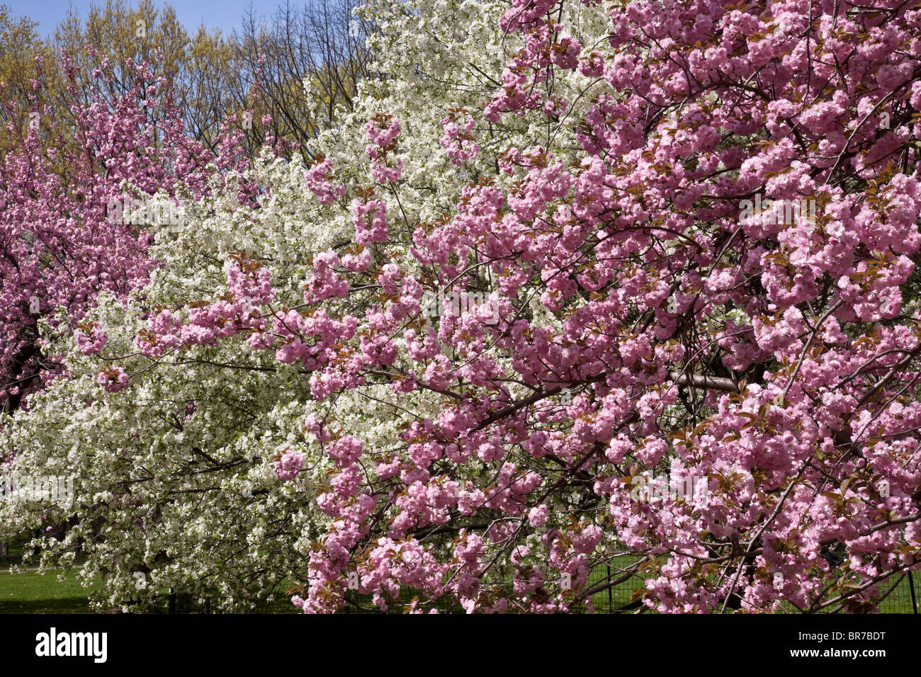 Spring landscape lush flowering hi-res stock photography and images - Alamy