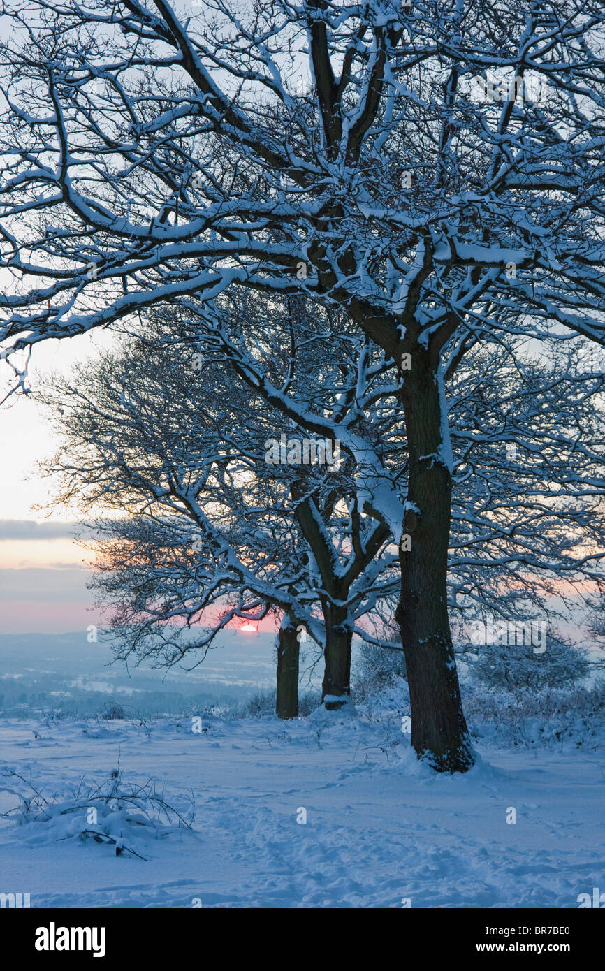 Trees covered with snow in Reigate Surrey Stock Photo - Alamy