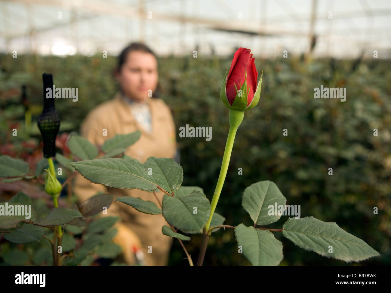 A rose ready for harvest near Bogota Colombia Stock Photo - Alamy