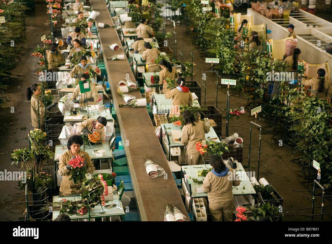 workers sort cut and arrange roses at a farm near Bogota Stock Photo ...
