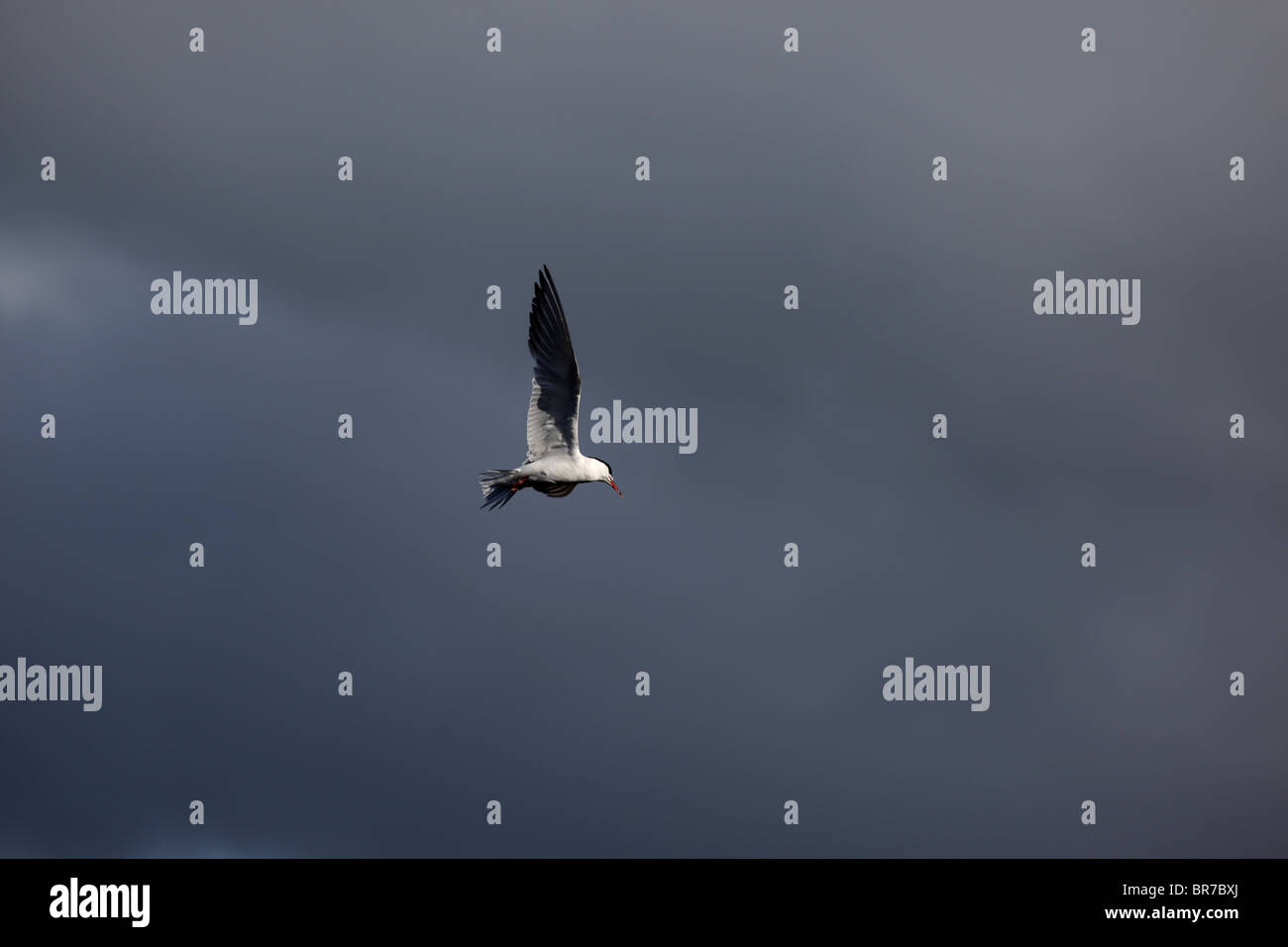 Common tern flying against dark hi-res stock photography and images - Alamy