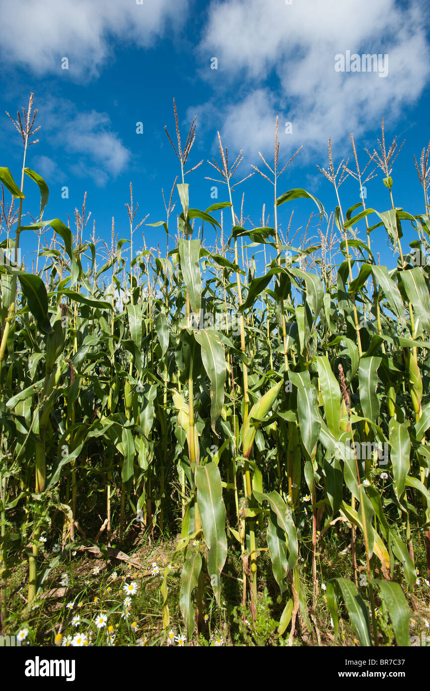 Corn field blue sky hi-res stock photography and images - Alamy