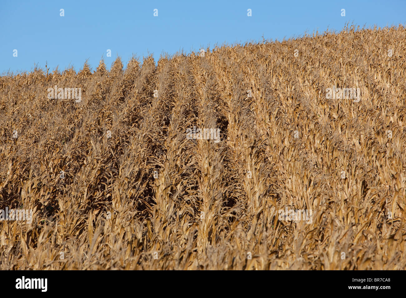 Iowa corn fields hi-res stock photography and images - Alamy