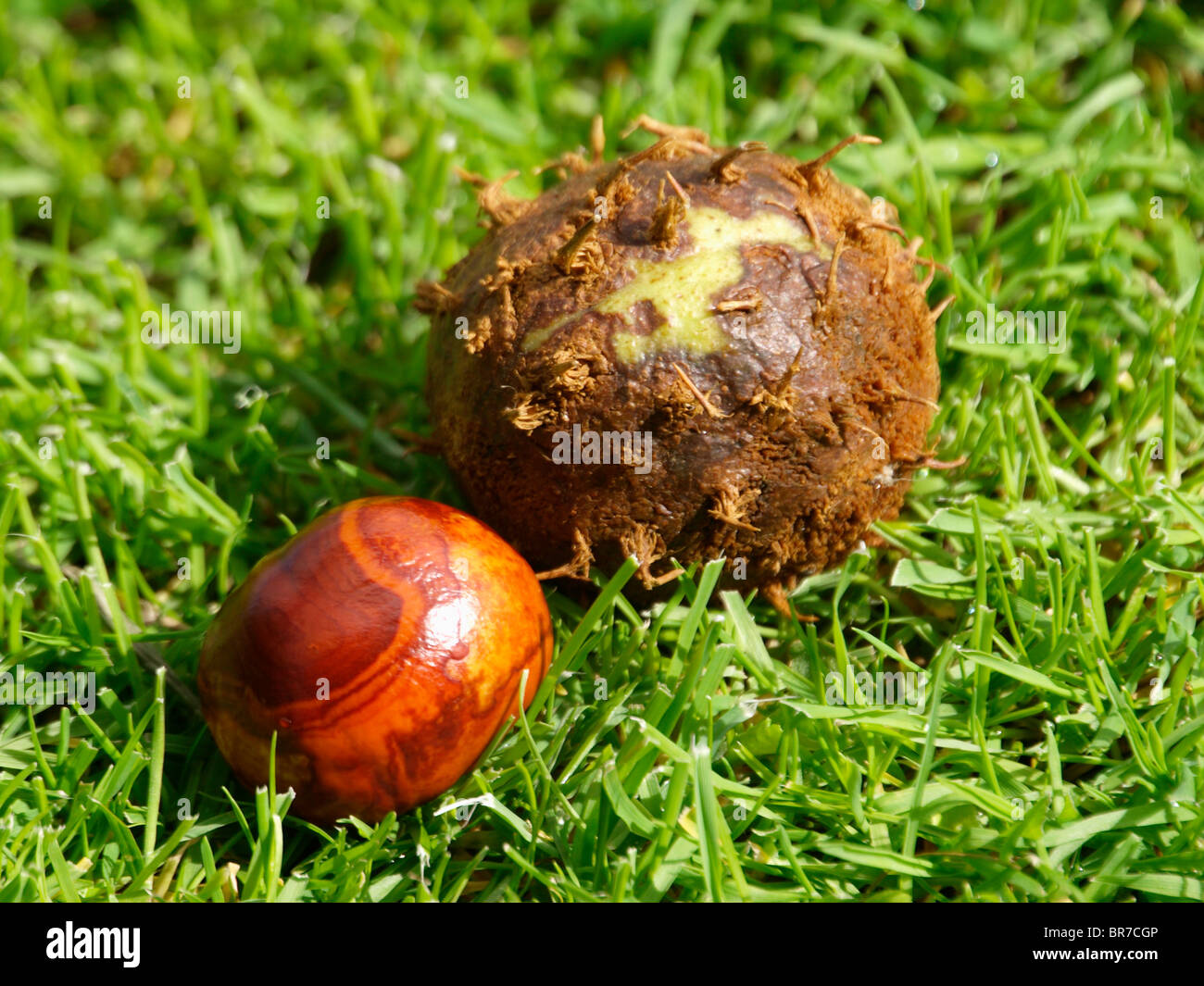 Horse chestnut tree seed hi-res stock photography and images - Alamy