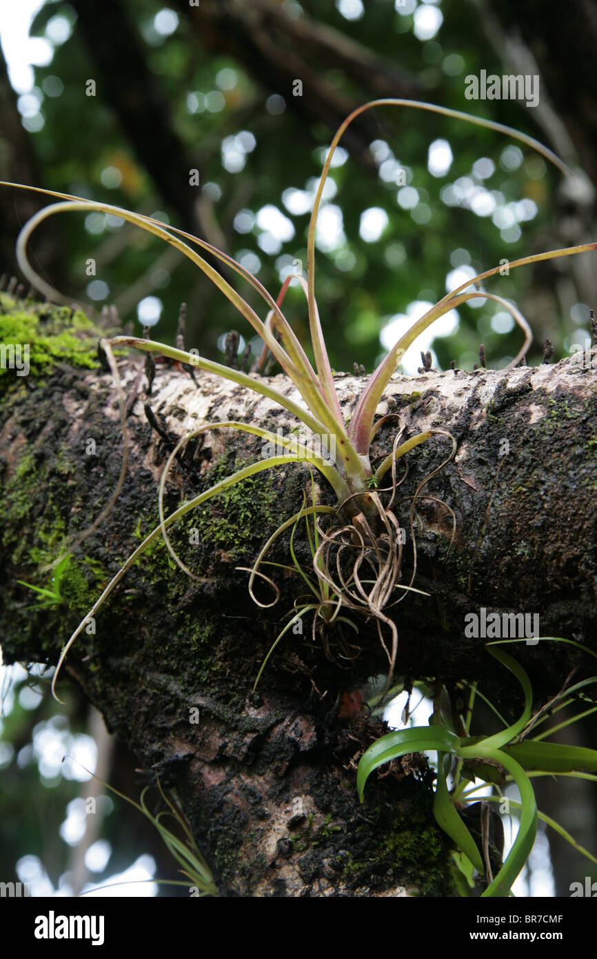 Air plant epiphyte hi-res stock photography and images - Alamy
