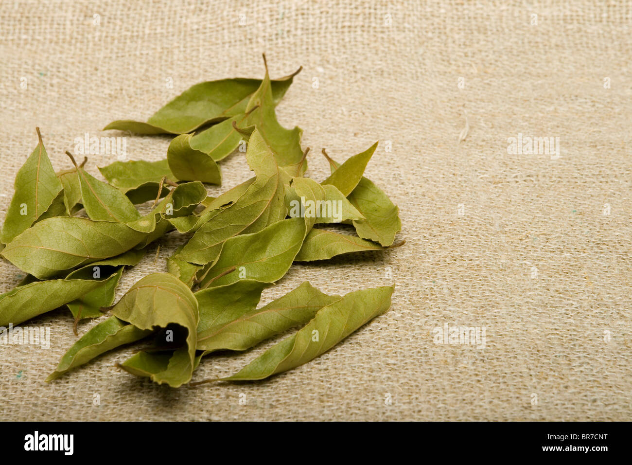 Laurel leaves hi-res stock photography and images - Alamy