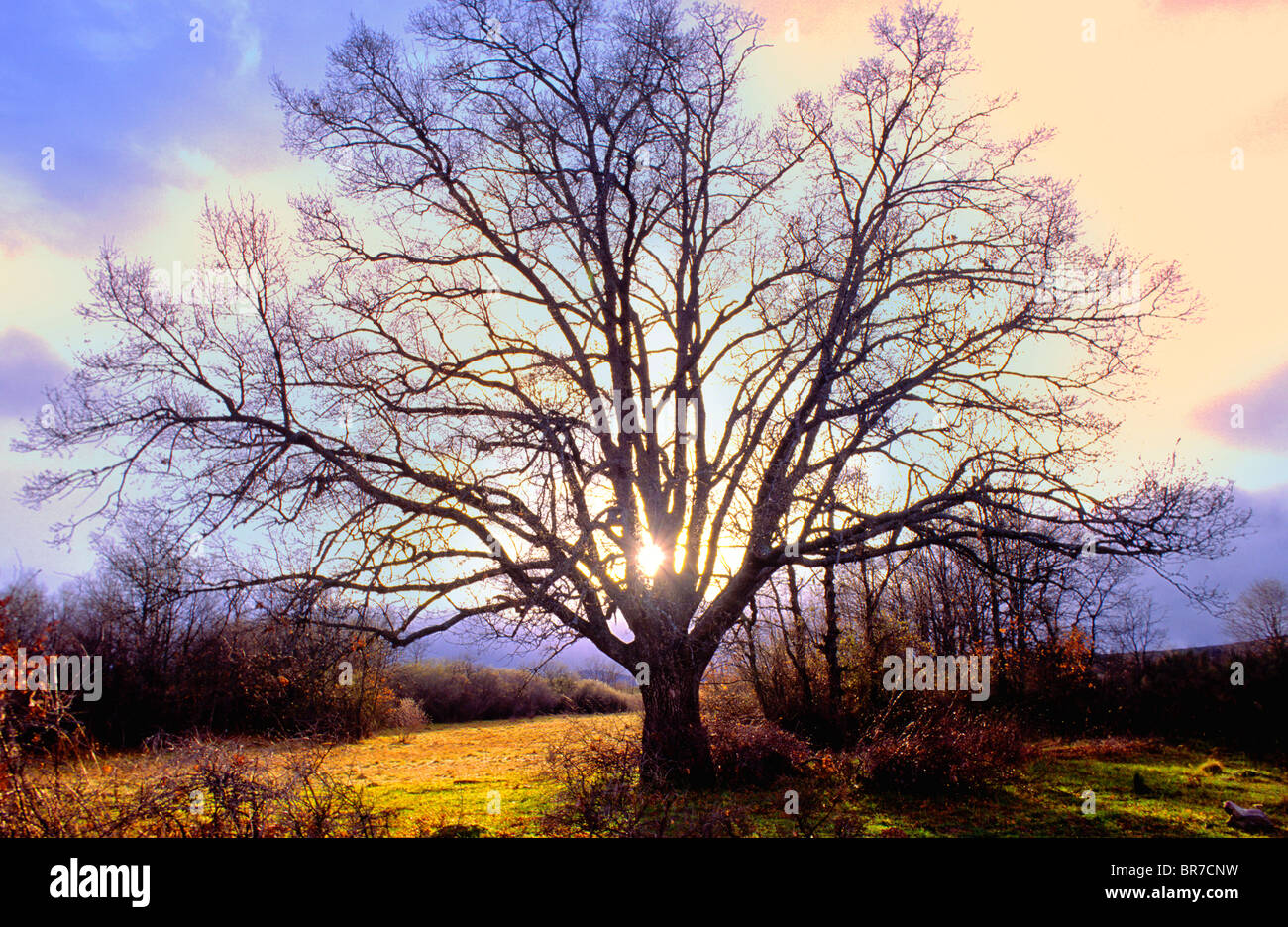 Pilgrim oak. Rabanal del Camino. Leon. The Way of St. James Stock Photo ...