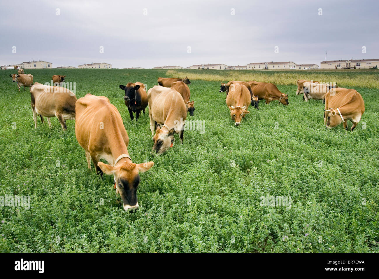 Organic dairy farm Stock Photo - Alamy