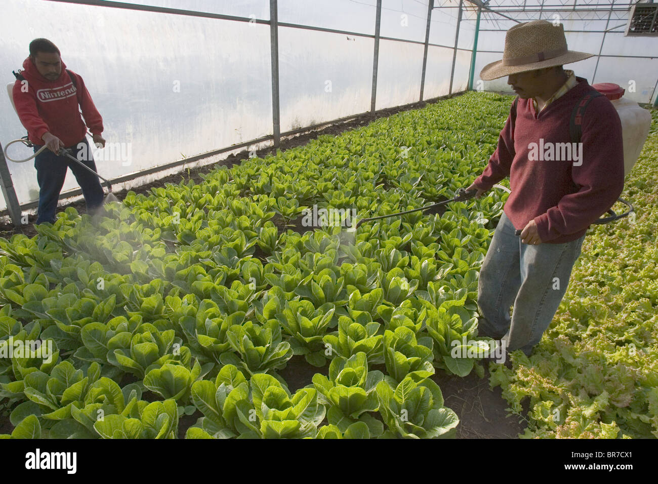 Lettuce contamination hi-res stock photography and images - Alamy