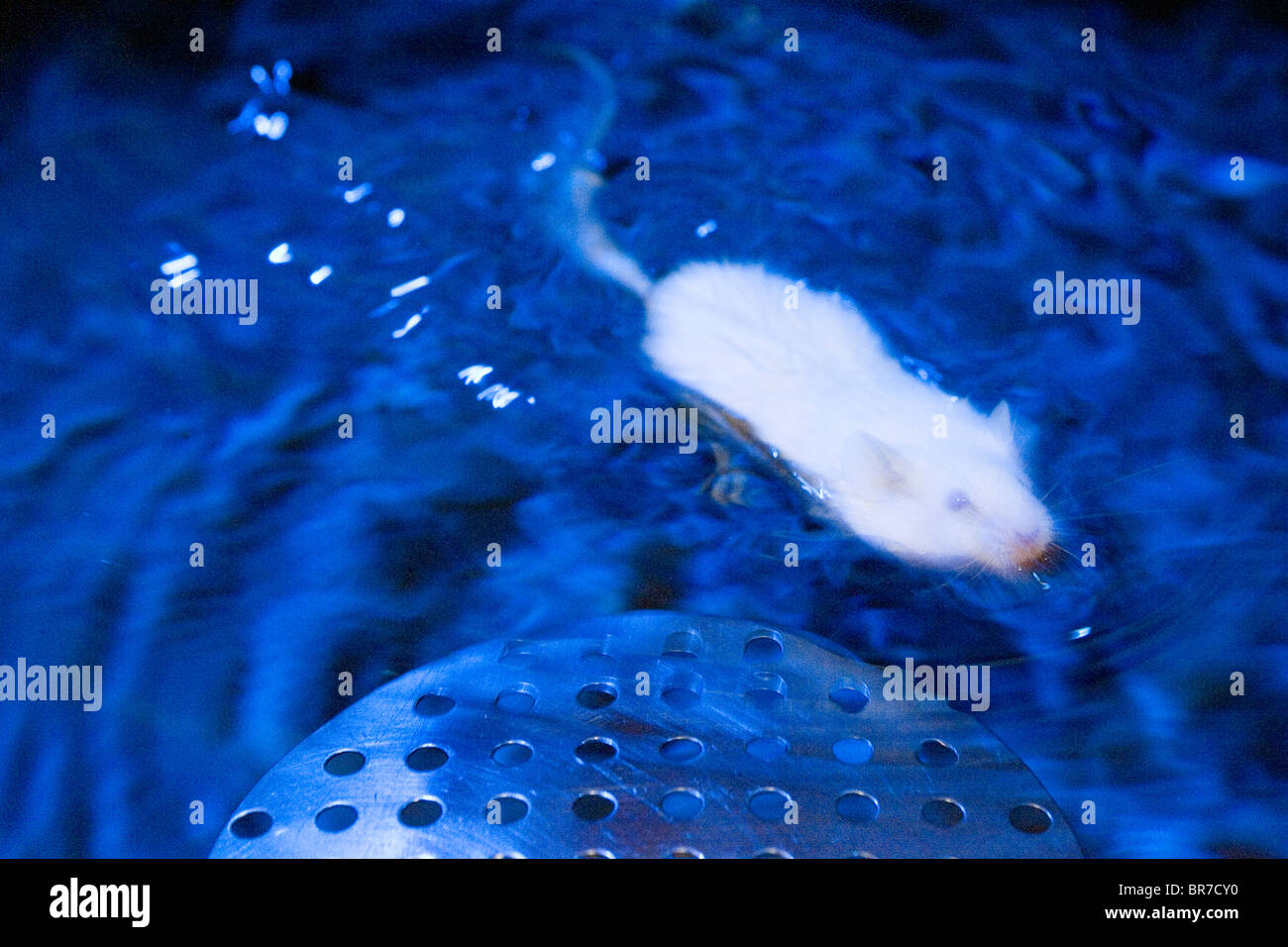 Mice maze hi-res stock photography and images - Alamy