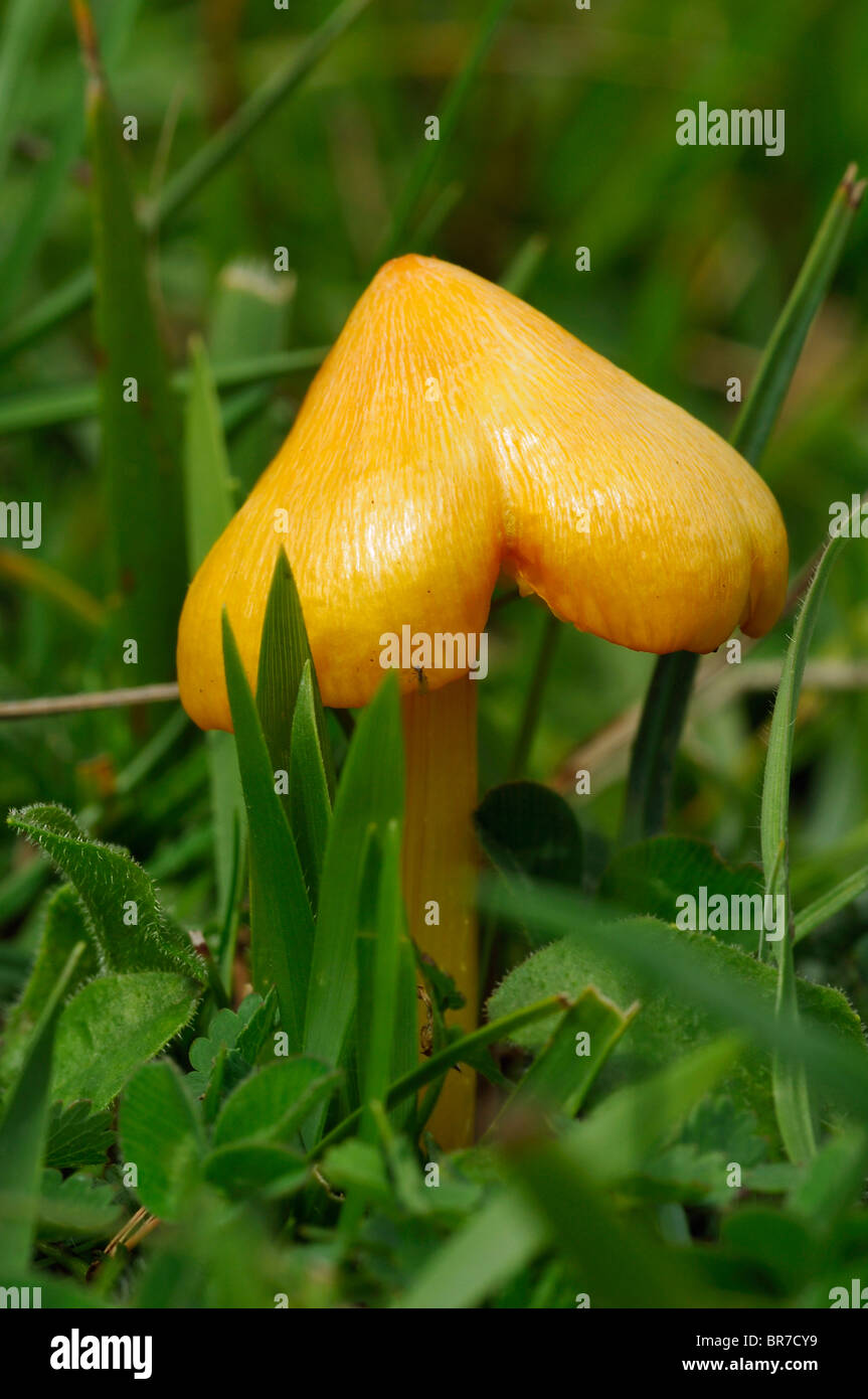 Wax Cap Fungi High Resolution Stock Photography and Images - Alamy