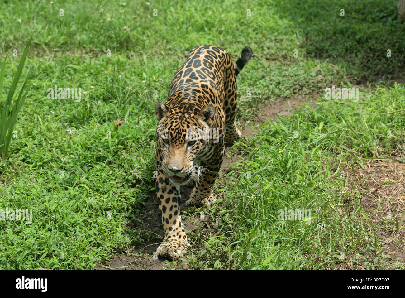 Jaguar wandering in the tropical setting of the Natural Park Soberanía ...