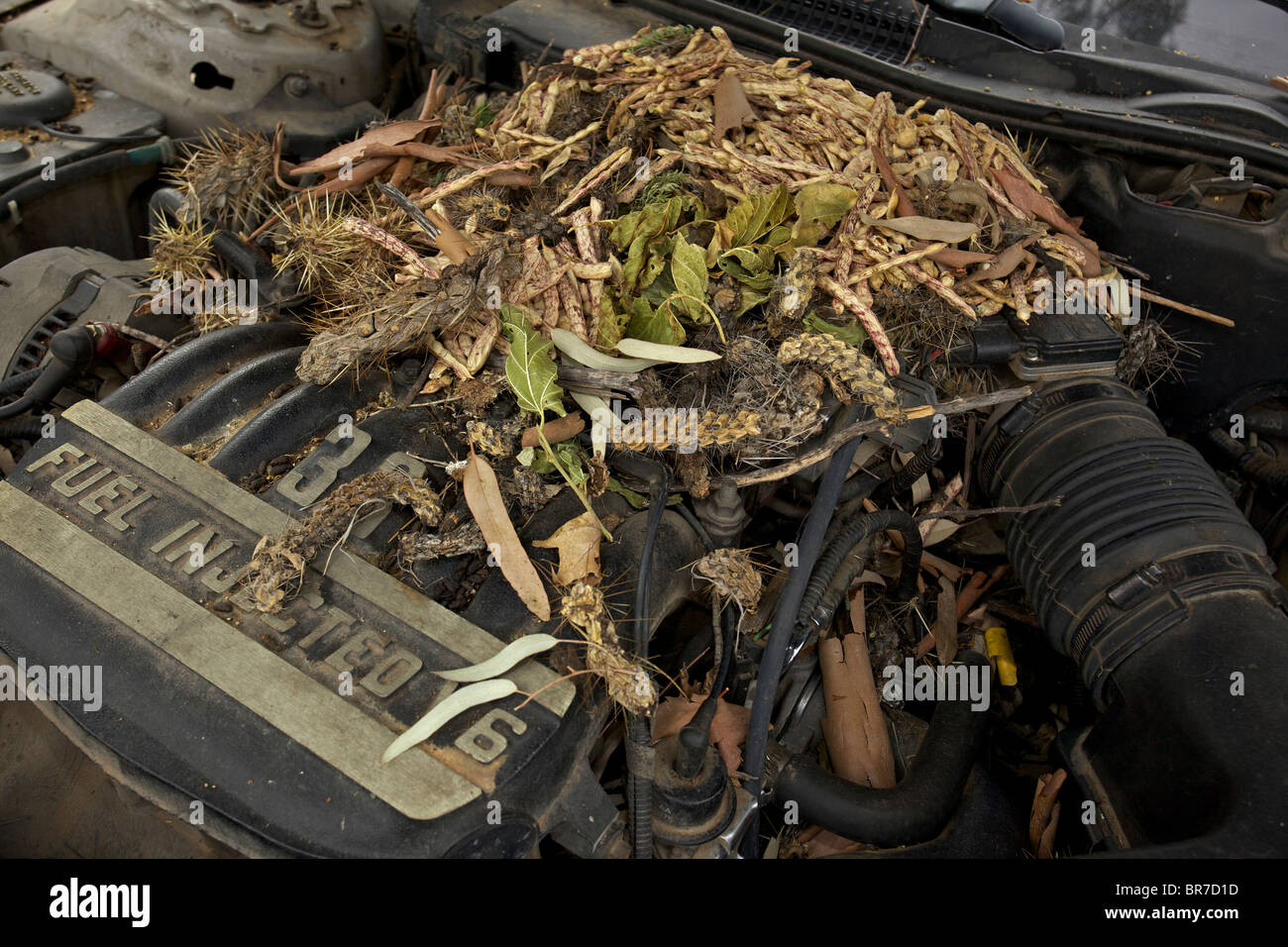 Whitethroated Woodrat (Neotoma albigula) Nest in Truck Engine ...