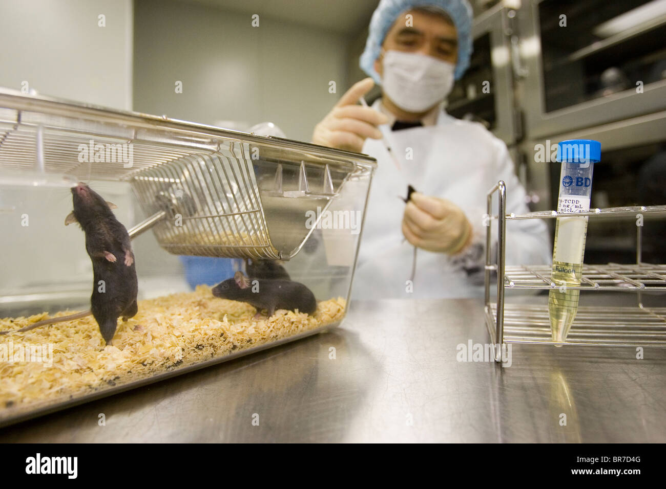 Lab testing mice hi-res stock photography and images - Alamy