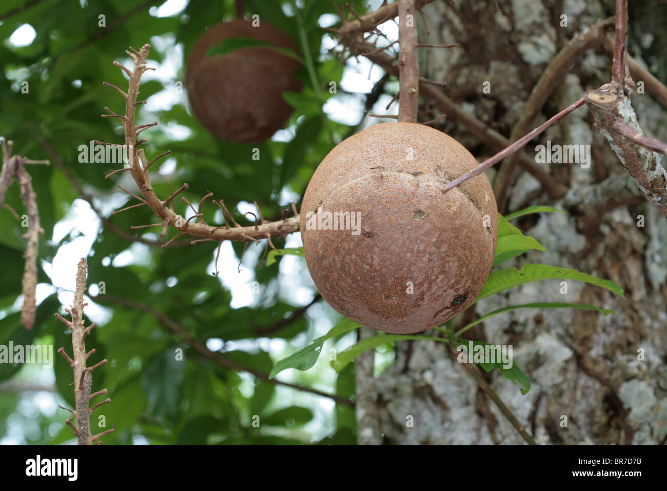 Cannon ball tree Stock Photo - Alamy