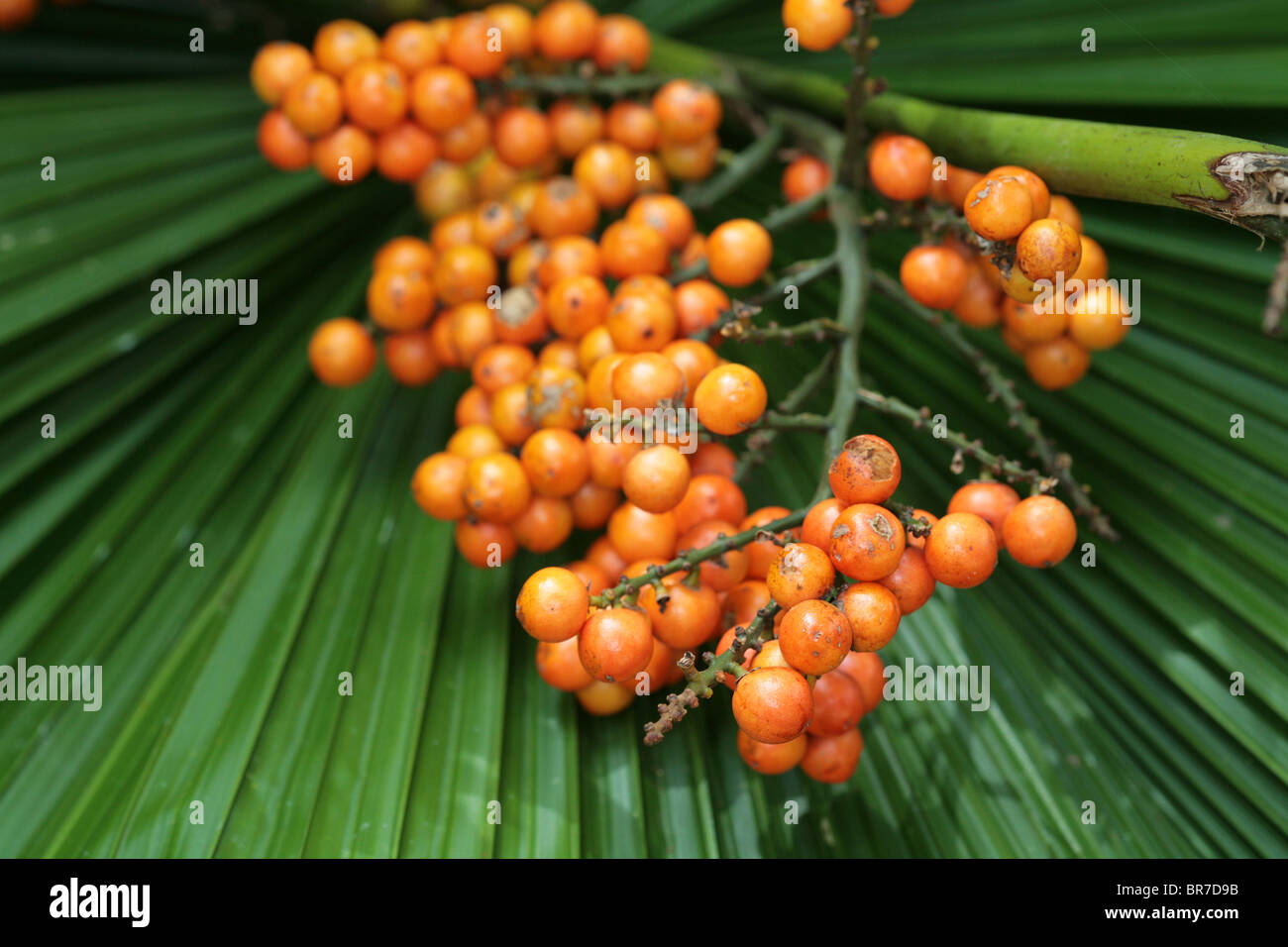 Summit garden hi-res stock photography and images - Alamy
