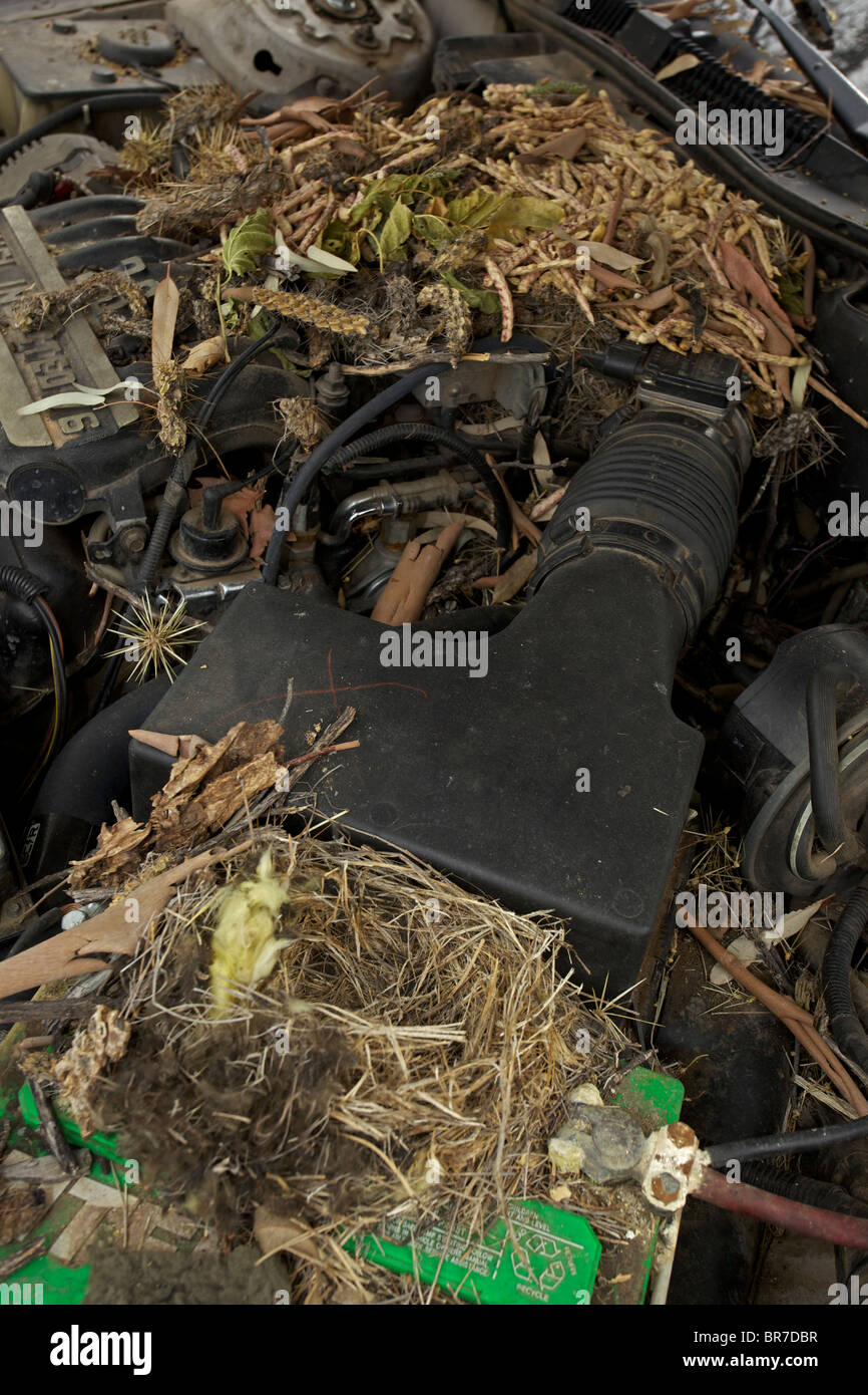 Pack rat nest hi-res stock photography and images - Alamy