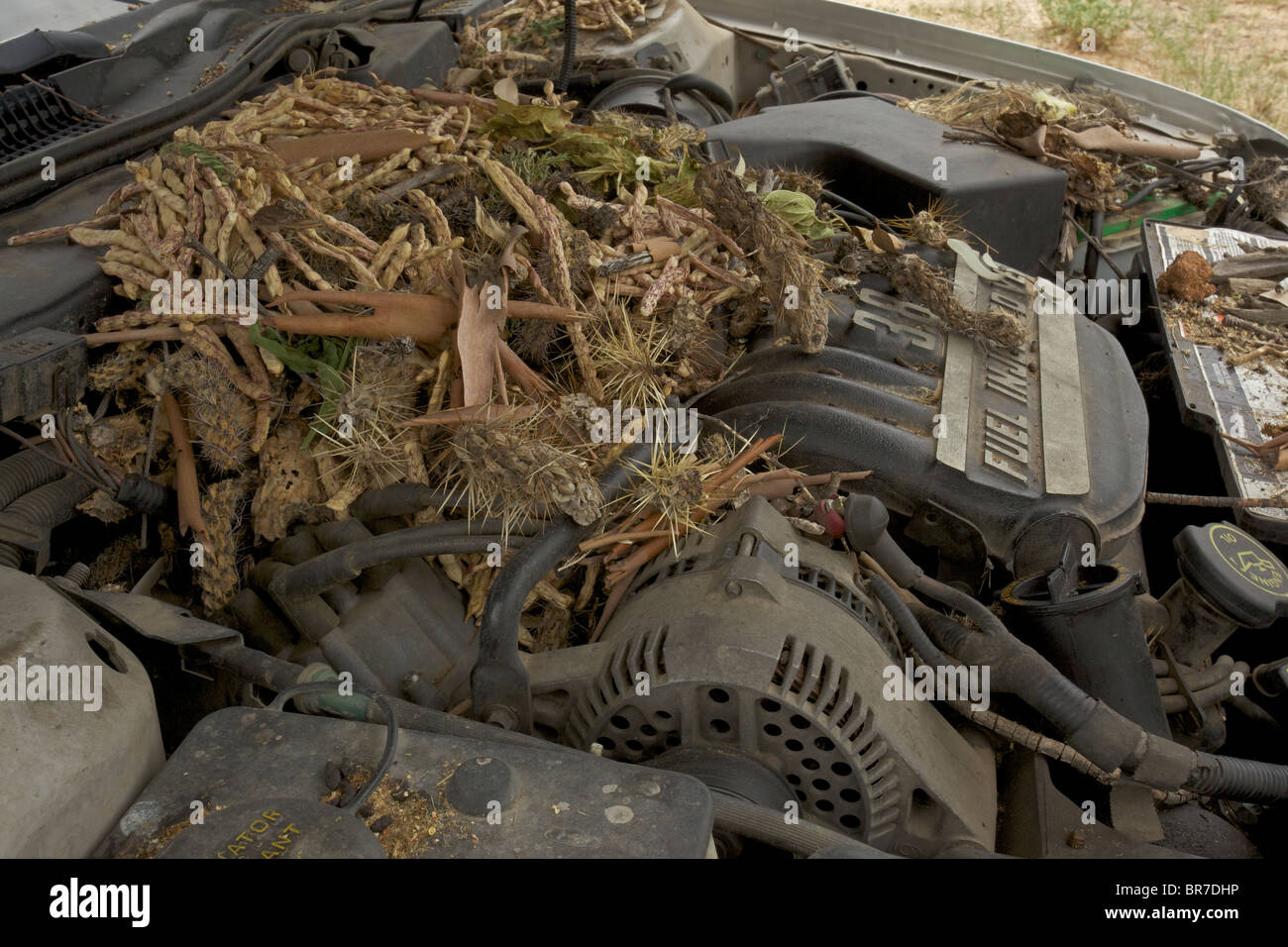 Whitethroated Woodrat (Neotoma albigula) Nest in Truck Engine ...